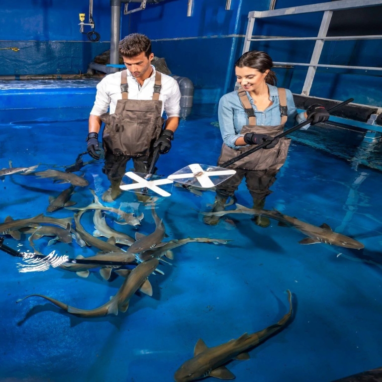Photos from Dubai Aquarium & Underwater Zoo - Shark Trainer Encounter ...