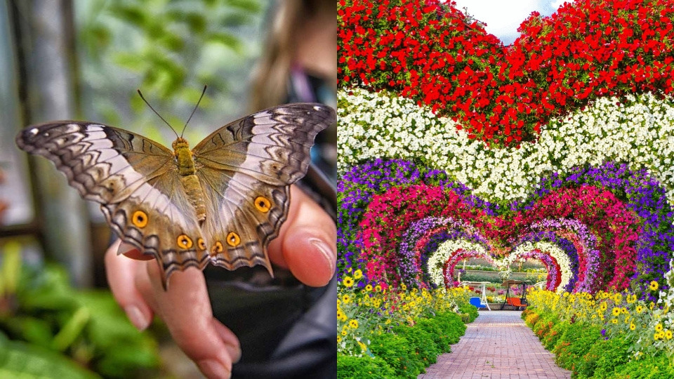 Miracle Garden + Butterfly Garden Combo Tickets Dubai. Best Offers ...