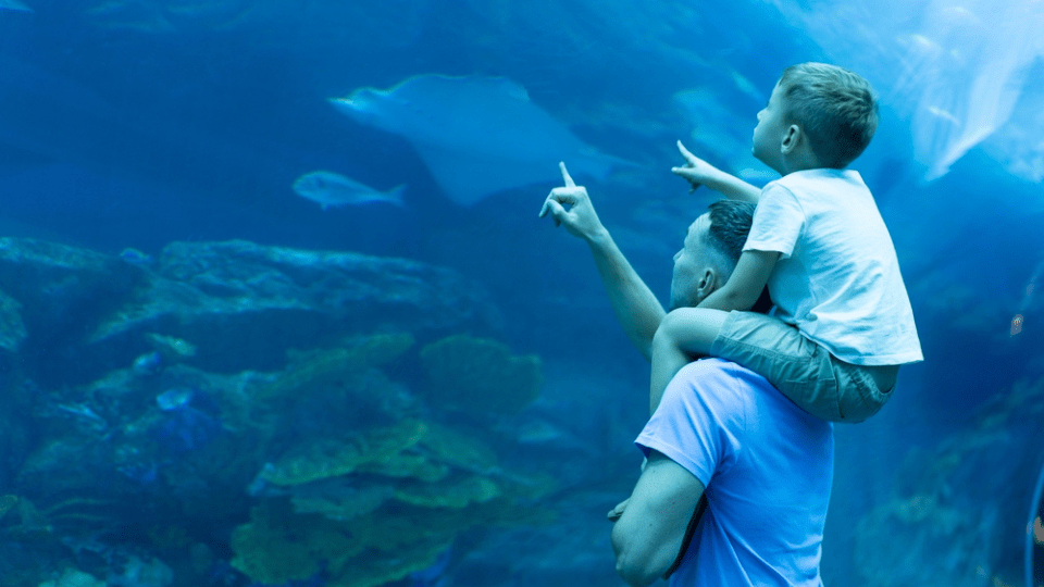 Dubai Aquarium & Underwater Zoo - Ray Encounter Tickets. Best Offers ...