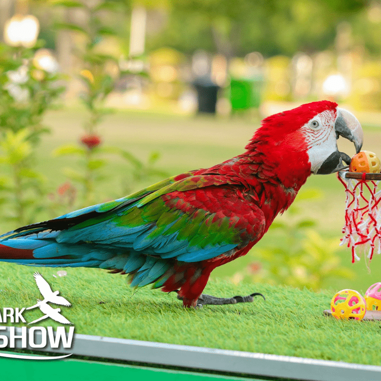 Exotic Bird Show - Dubai Dolphinarium Tickets. Best Offers and Prices ...