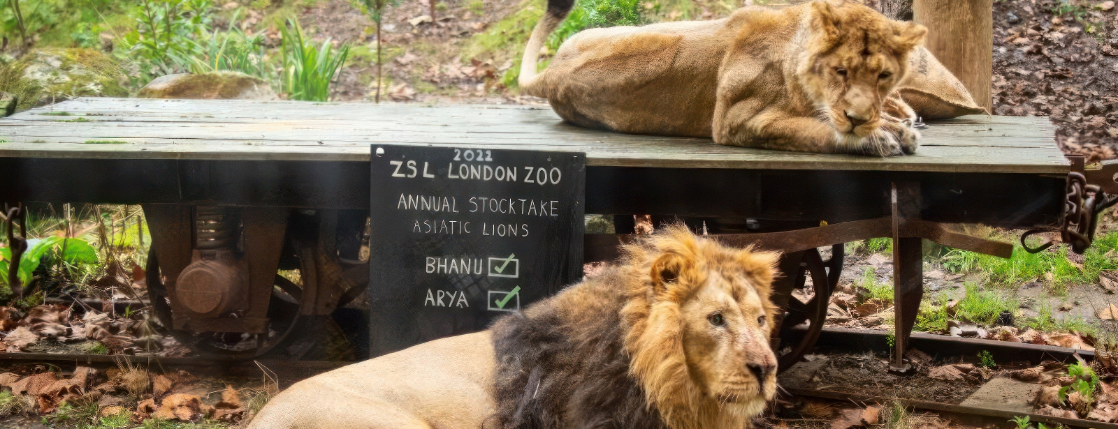 London Zoo: Entry Ticket - DubaiThingsToDo